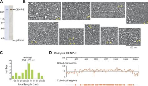 Cenp E Is A Highly Flexible Dimeric Kinesin With A 230 Nm Download Scientific Diagram