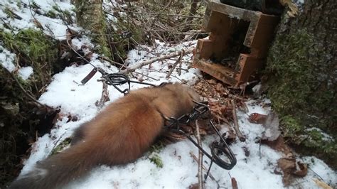 Best Marten Trapping Lures Trapping Today