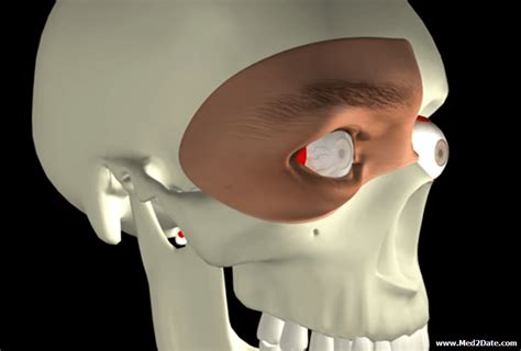 Proptosis Definition Causes Types Measuring Management