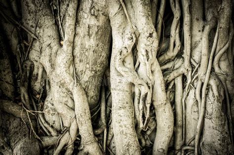 Details Of Tree Root Under The Sunlight Stock Image Image Of Field Earth 63388697