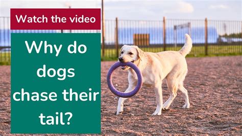 What Does It Mean If My Dog Chases His Tail