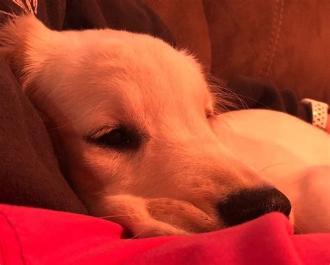 Hopper Girl Is Resting Up For The Weekend