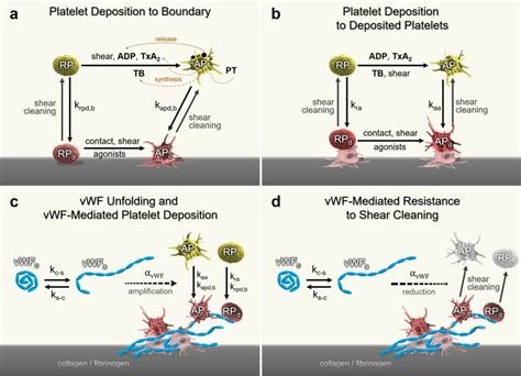 Schematic Depiction Of The Thrombosis Model Showing A B Platelet