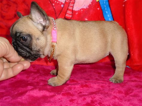Французский бульдог палевый окрас девочка 63 фото картинки Sobakovod Club
