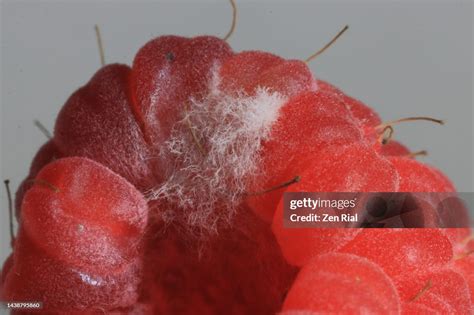 Extreme Close Up Of Mold Growing On A Raspberry Fruit High Res Stock