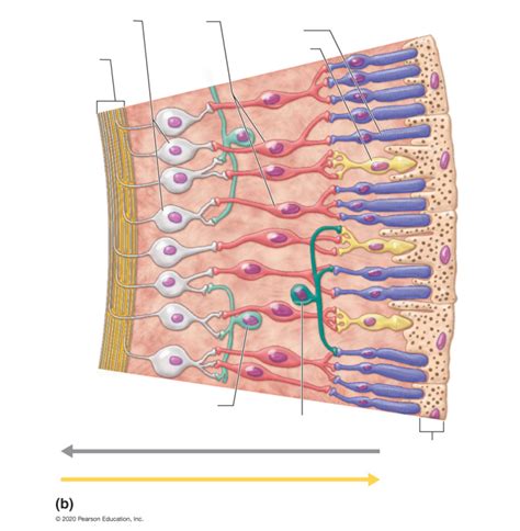 Neural Layer Of Retina Diagram Quizlet