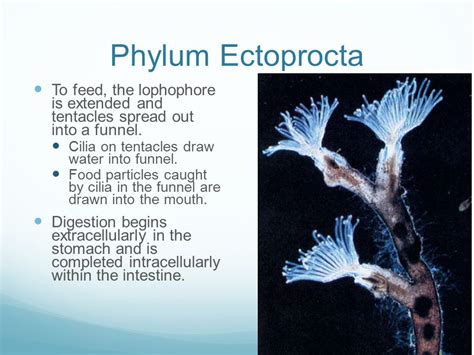 Phylum Ectoprocta
