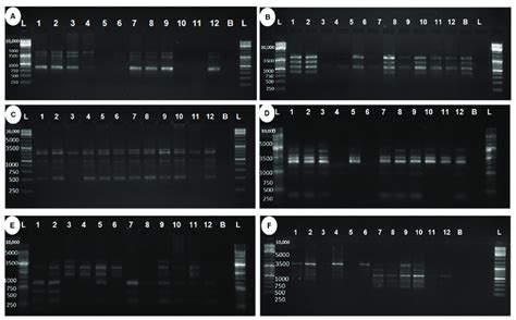 random amplified polymorphic dna rapd polymorphism in download