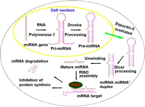 Micrornas Biogenesis And Function Dong Et Al 2013 The Risc Complex Download Scientific