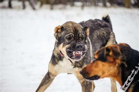 Are Labrador Aggressive Towards Other Dogs