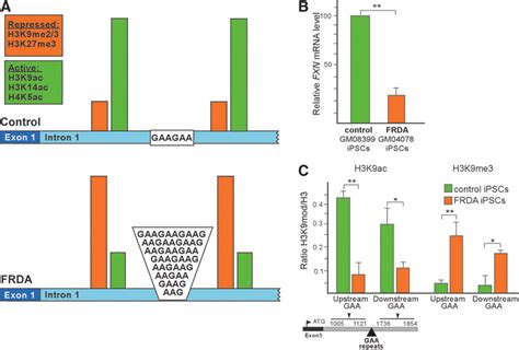 Transcriptional Repression Of The Fxn Gene In Frda Ipscs A Schematic