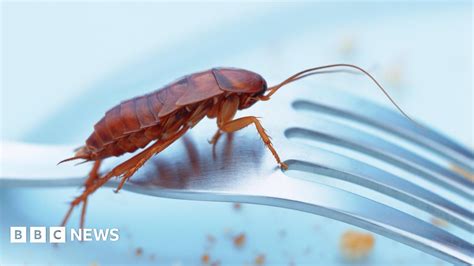 Cockroaches Lose Their Sweet Tooth To Evade Traps Bbc News