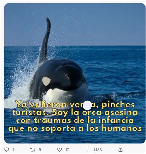 Los Mejores Memes De La Orca Gladis Y El Oscuro Origen Detrás De Ellos