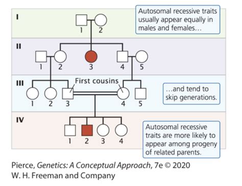 Genetics Chapter 6 Reading Notes Flashcards Quizlet