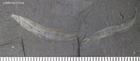 Cambrian Fossils Turned Upside Down Again Evolution News And Science