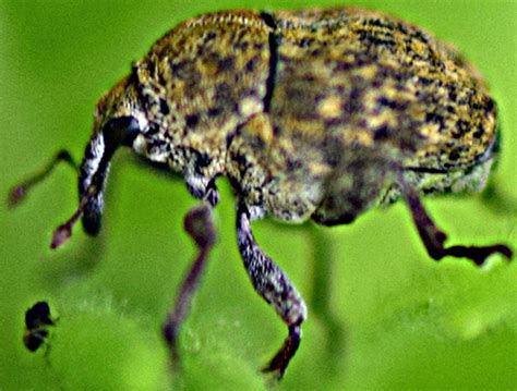 Weevil Acanthoscelidius Acephalus Bugguide Net
