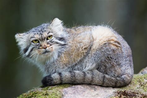 Pallas Cat Manul Habitat Diet Gestation Zooplus Magazine