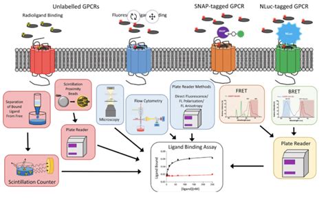 The Advantages To Using Fluorescence Vs Radioactivity In Receptors