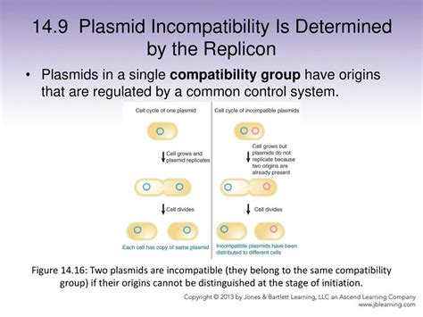 Chapter 14 Extrachromosomal Replication Ppt Download