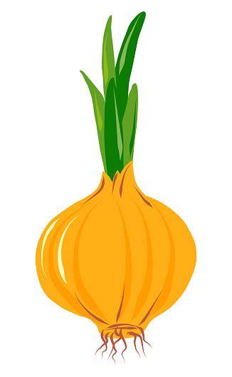 양파 전체 오렌지 전구 껍질을 벗기지 않고 뿌리와 녹색 잎 새싹 플랫 간단한 그림 양파 아이콘 유기농 농장 야채 디자인 채식 샐러드 조리법 메뉴 흰색으로 격리된 이미지 0