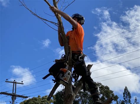 What Is The Best Time Of Year To Remove Trees