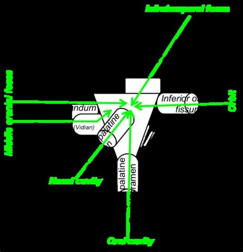Pterygopalatine Fossa Pure Dental