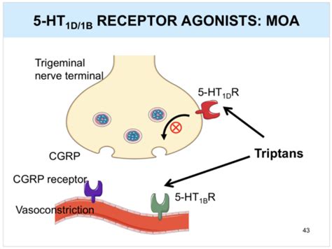 Triptans Flashcards Quizlet