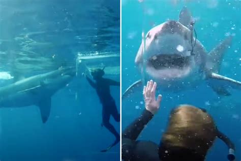 Great White Shark Breaks Open Divers Cage As Seven Beasts Circle The