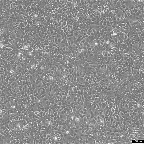 hep3b cells