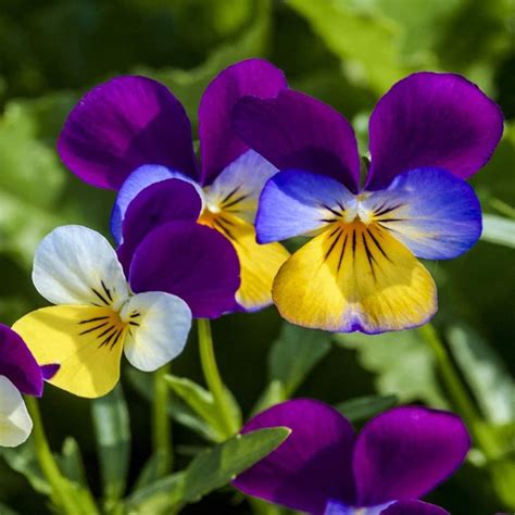 Johnny Jump Up Flower Viola Tricolor Seeds Etsy