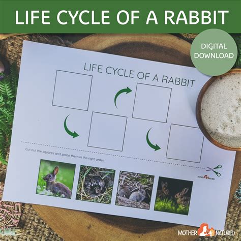 Rabbit Life Cycle European Rabbit Resources Bunny Printables Bunny Life