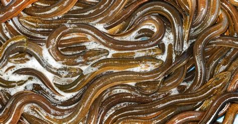 A Mystery Of Secret Eel Migration Solved