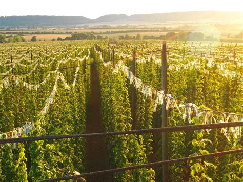 How To Start A Hop Farm