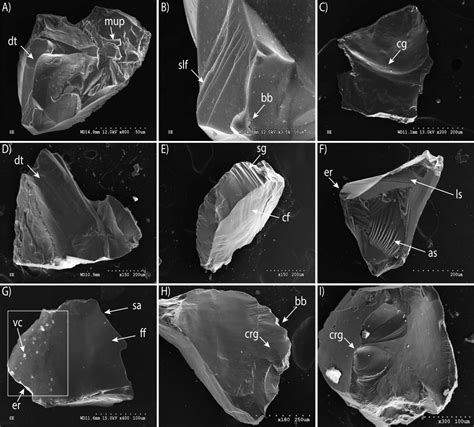 Sem Micrographs Demonstrating The Variety Of Transport Induced Download Scientific Diagram
