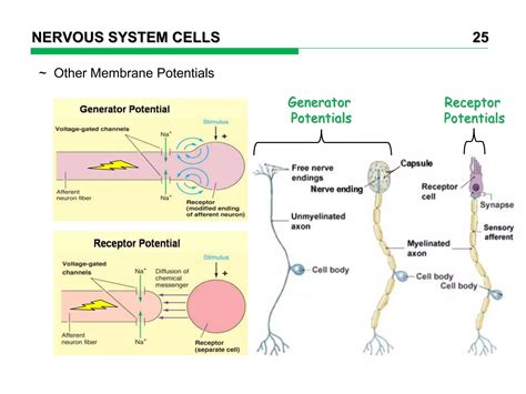Nervous System Cellsppt