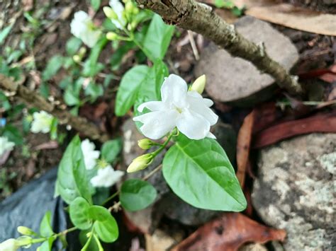 Sambac Jasmine Or Jasminum Sambac Is A Species Of Jasmine Native To Tropical Asia Jasmine