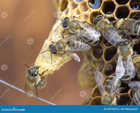 Koningin Europese Of Westelijke Honingbijen Apis Mellifera Op Honingraat Stock Foto Image Of
