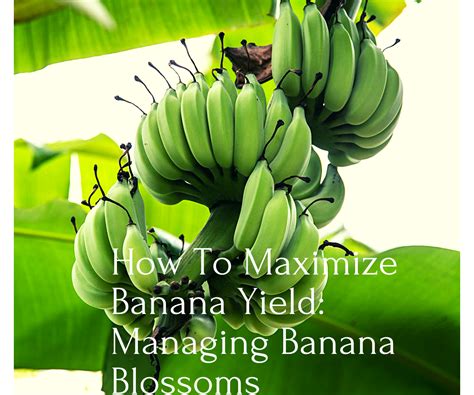 How To Maximize Banana Yield Managing Banana Blossoms Envynature
