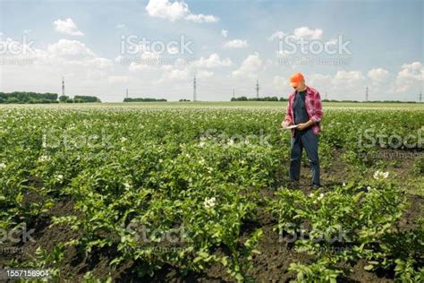 농업 감자 밭에 있는 농부 농부는 감자 작물의 품질을 관리합니다 55 59세에 대한 스톡 사진 및 기타 이미지 55 59세 검사 보기 고급 Istock