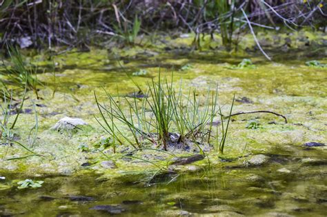 Swamp Background Texture Green Plant Free Image From