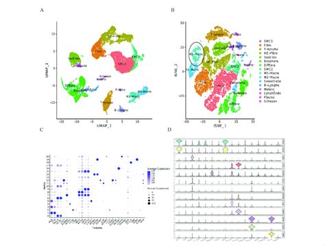 Expression Of Every Clusters Marker Genes A 32574 Cells From All Download Scientific