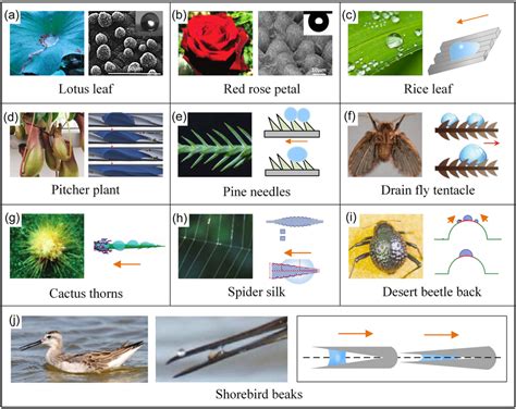 Overview Of The Biological Surface Applied To Droplet Manipulation A Download Scientific