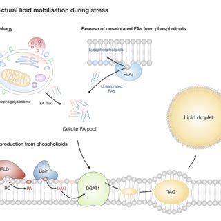 Autophagy And Phospholipase Mediated Phospholipid Hydrolysis Stimulate