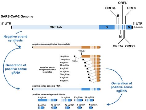 Coronavirus Replication Genomes Subgenomic Rnas And Defective Viral