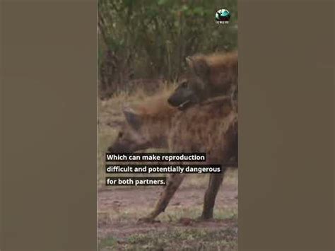Pseudo Penis Female Hyenas Have A Fake Male Genitalia Shorts Hyena
