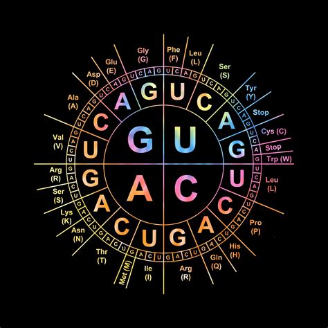 Codon Shirt Colorful Rainbow Genetic Code Tee Biology Science T Shirt Etsy
