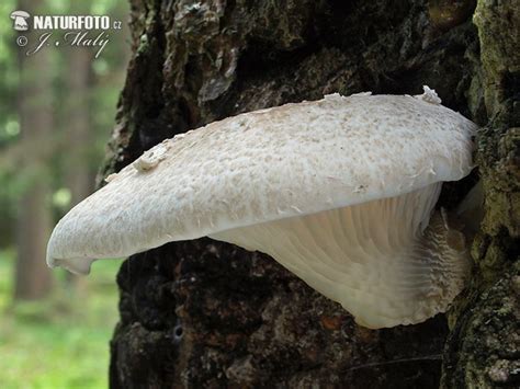 Pleurotus Dryinus Pictures Veiled Oyster Images Nature Wildlife
