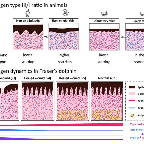 Illustrative Diagrams Of Collagen Type Iiii Ratio In Animal Skin A