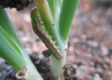 Waspada Gagal Panen Bawang Akibat Serangan Ulat Grayak Nufarm Indonesia