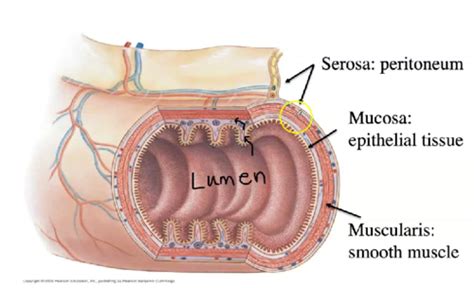 Biol 241 Exam 4 Digestive Chapter Flashcards Quizlet